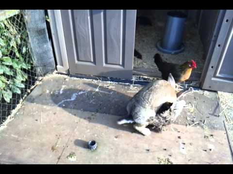 Rabbit does Chicken - YouTube