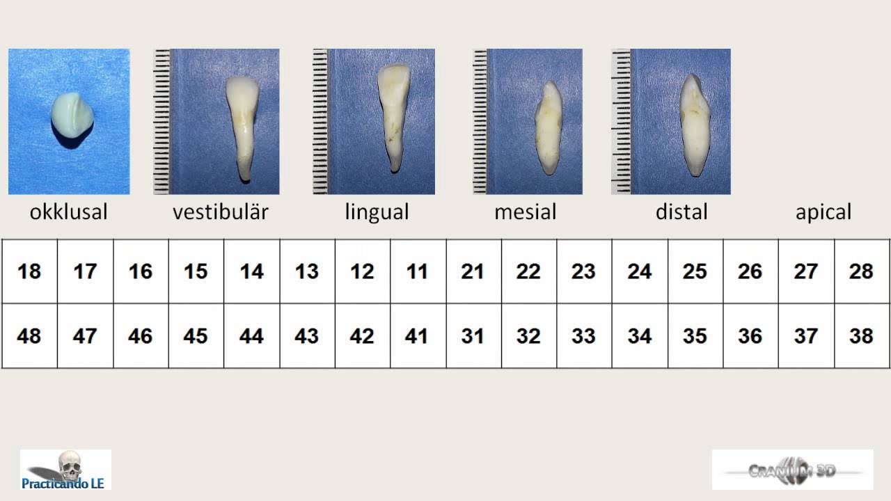 Identification Of The Teeth 11a YouTube Identification Of The Teeth 11a YouTube