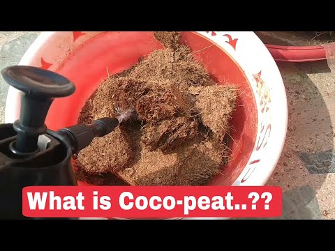 Coco peat, What is Coco peat, Advantage & Disadvantages of coco peat, how to use cocopeat - YouTube