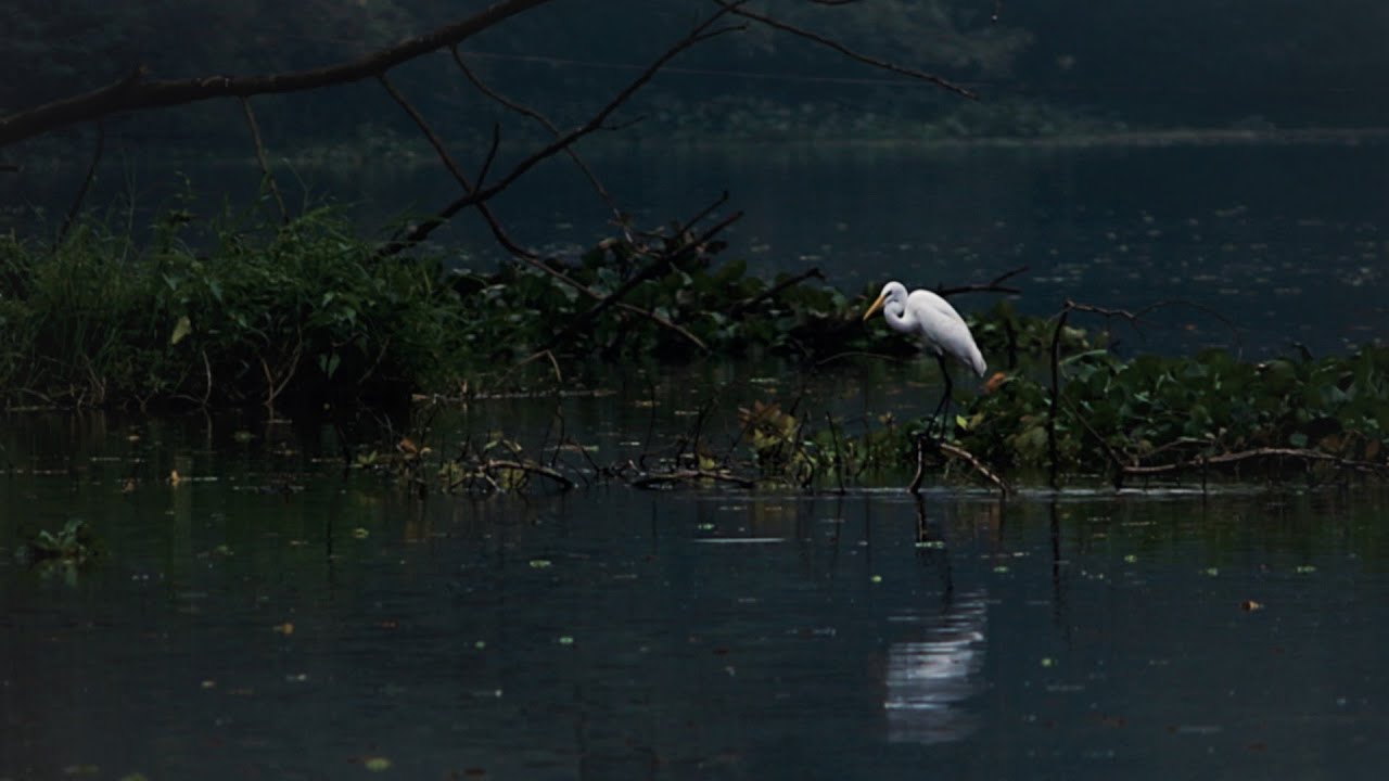 Swamp Sounds at Night - Frogs, Crickets, Light Rain, Forest Nature ...