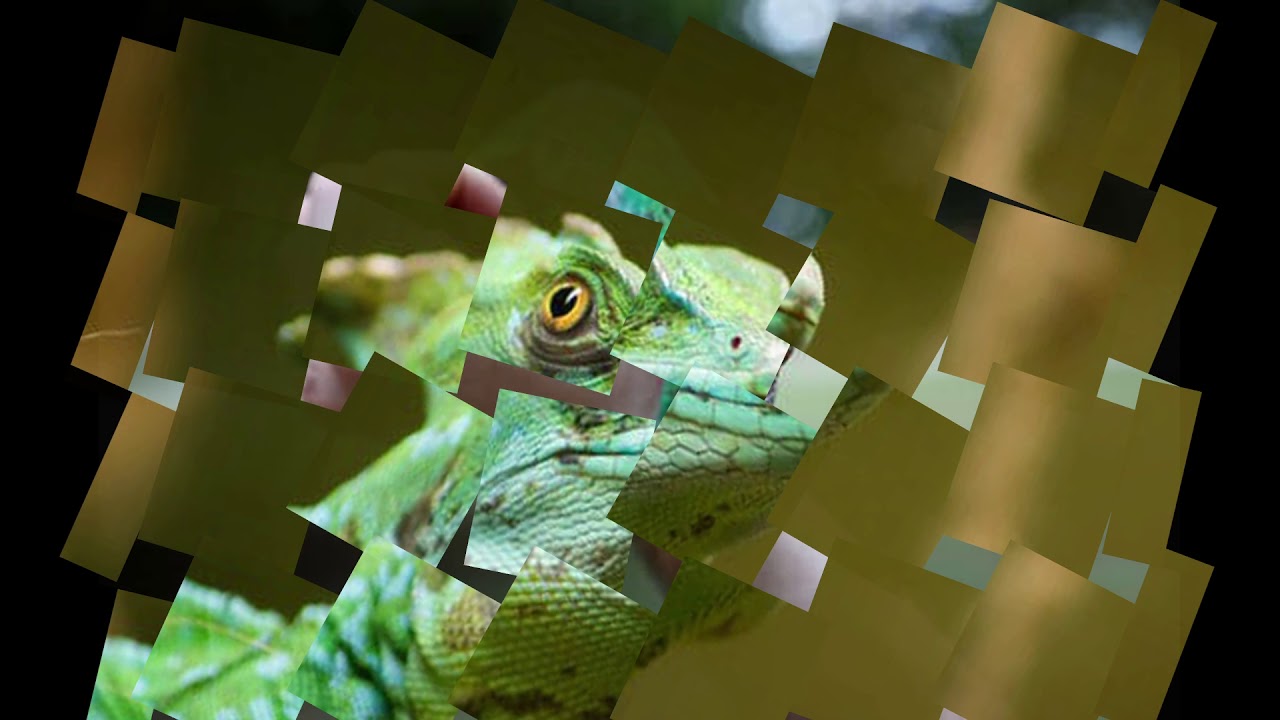 CUTE LIZARD PICTURE CHALLENGE COMPILATION 2020 - YouTube