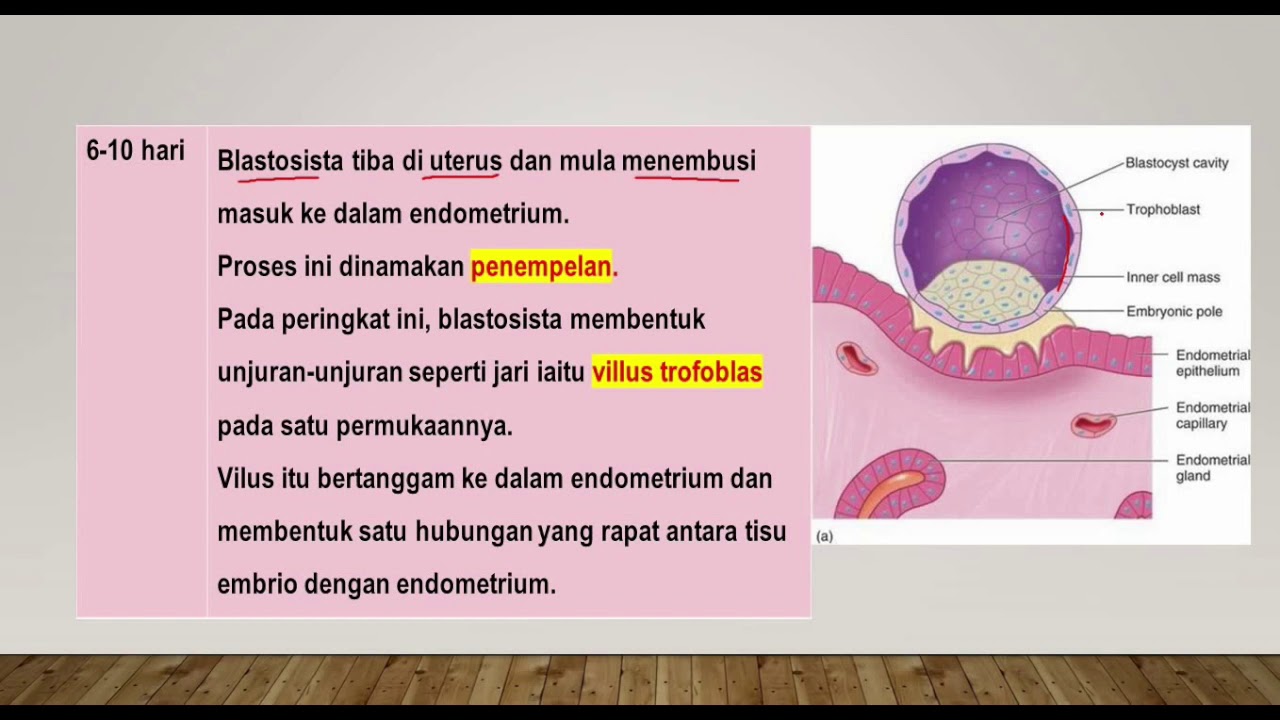 4.3 Perkembangan Zigot - YouTube