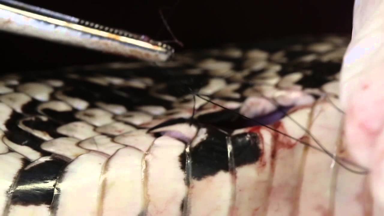 Snake surgery: Implanting a radio transmitter into threatened N.J ...