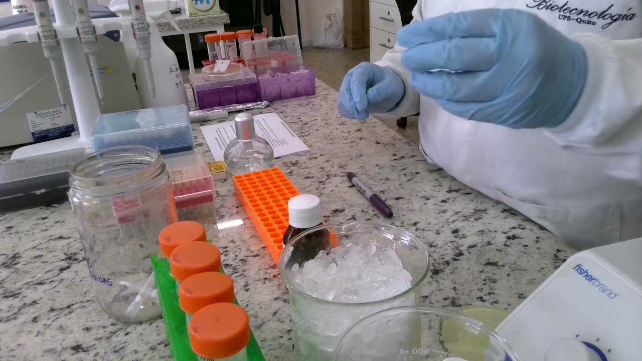 Extracción De Adn Plasmídico Y Transformación De Células Bacterianas V1