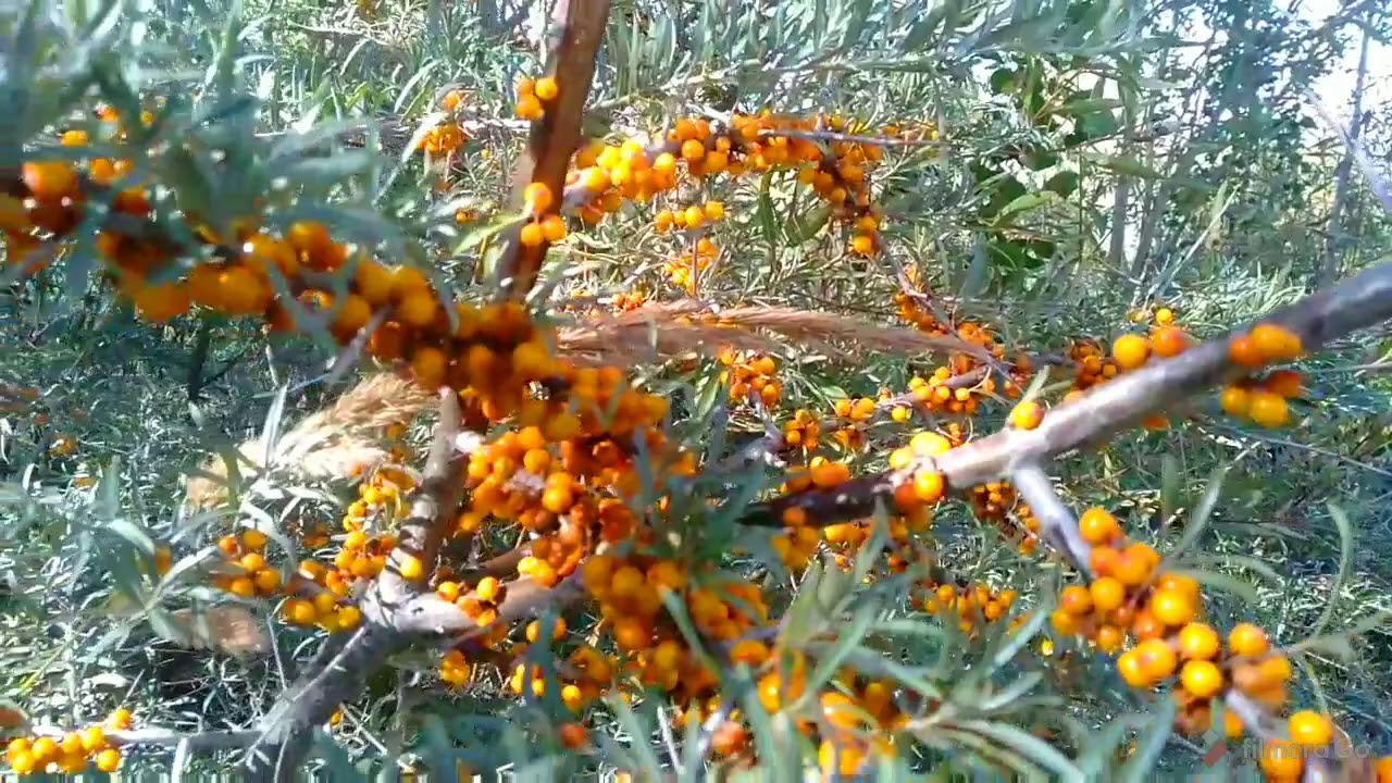 Himalayan Sea Buckthorn Tree | Seaberry Plant | Skardu Pakistan - YouTube