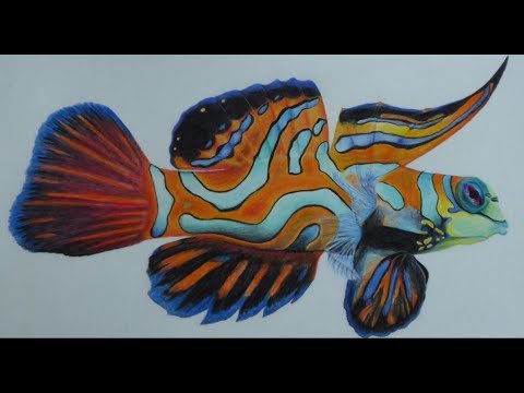 Mandarin fish pencil drawing time-lapse - YouTube