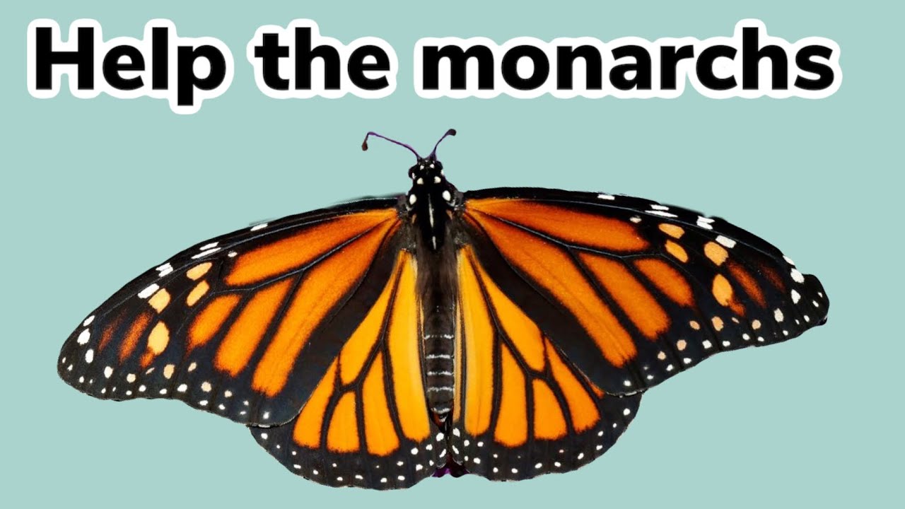 How to help save the monarchs! - YouTube