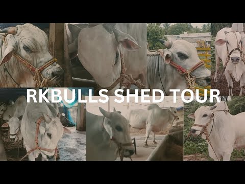 RK BULLS (అతోటి శిరీష చౌదరి గారు & శివ కృష్ణ చౌదరి గారు) వారి షేడ్ టూర్ ...