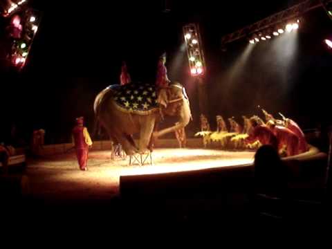 Elefantes no Circo Portugal. Elephants in Portugal Circus. - YouTube