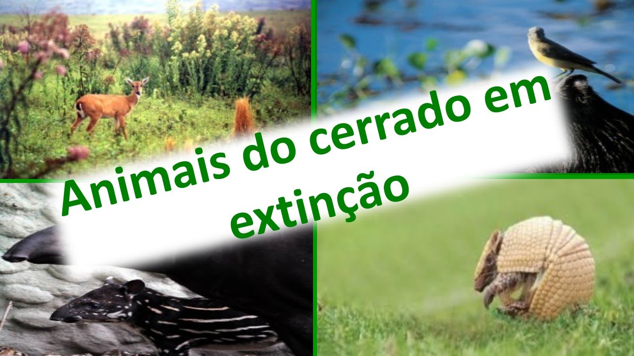 Animais do Cerrado em Extinção | Bioma do Cerrado | Fauna do Cerrado ...