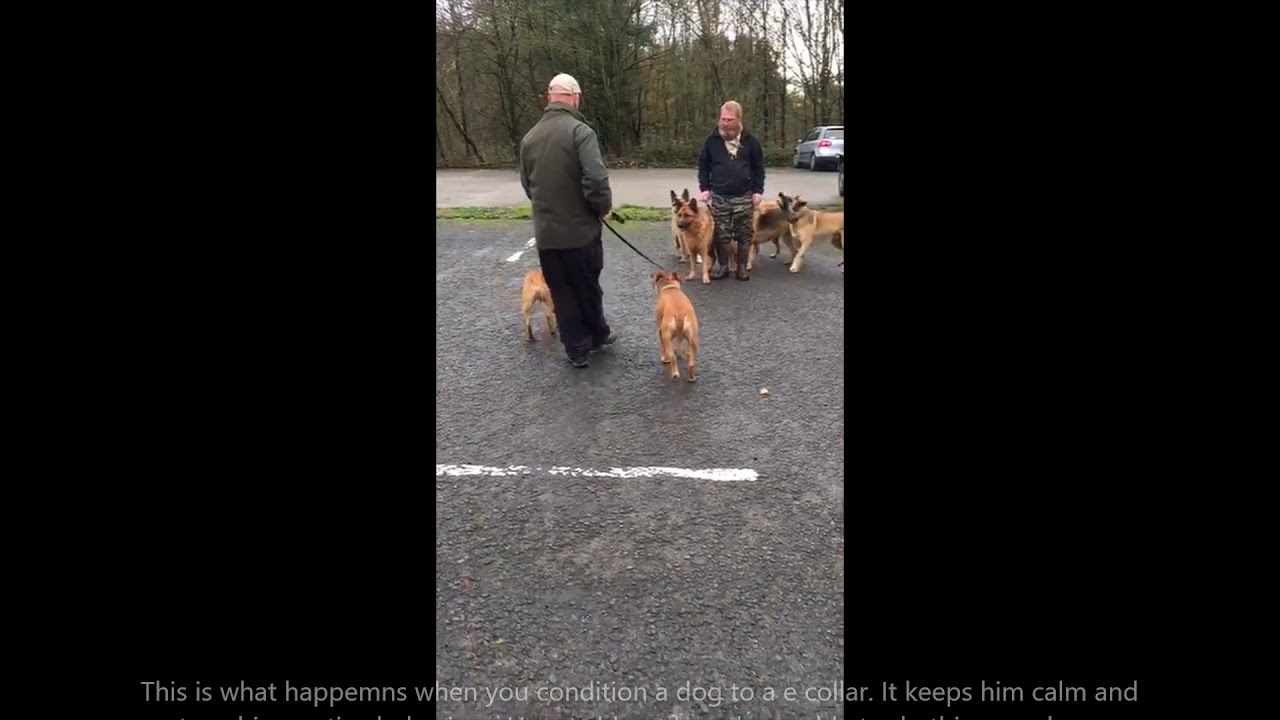 The two staffies | Dog Harmony | Peter Hargreaves dog trainer ...