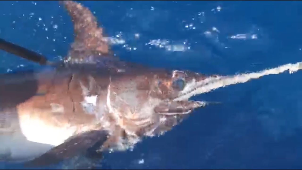 PESCARIA OCEÂNICA DE FUNDO - SWORDFISH - MECA - PEIXE ESPADA - SALVADOR ...
