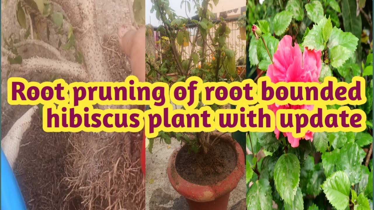 Root pruning and repotting of root bounded hibiscus plant with updates ...