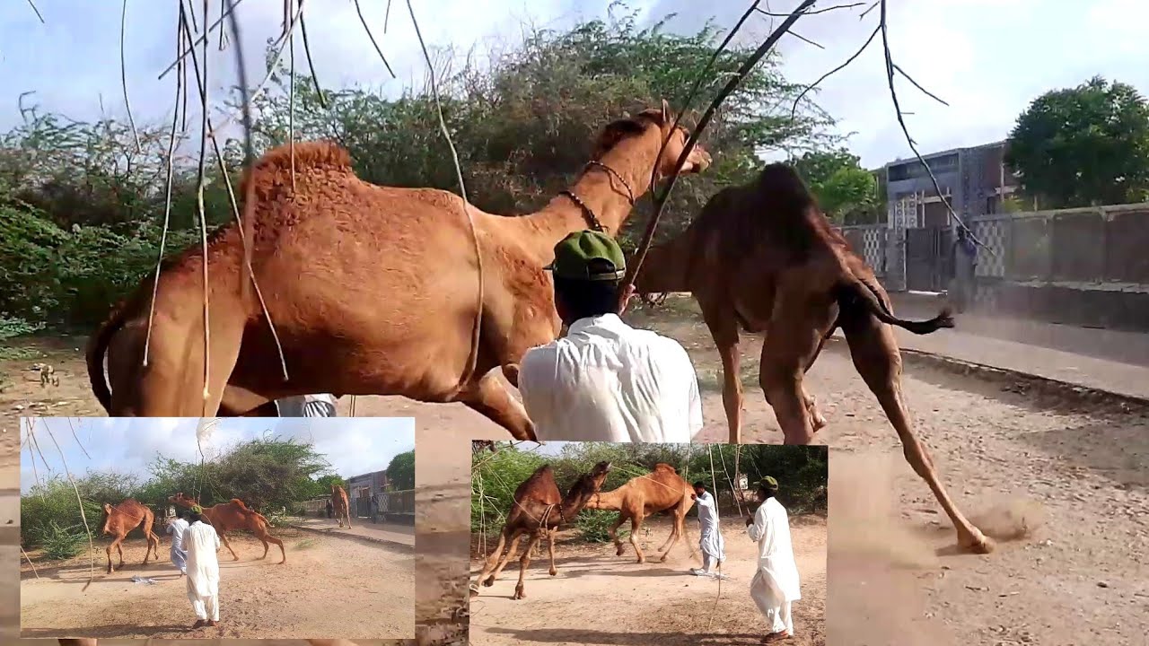 Dangerous Camels fighting😱😱~Camels fight#villagelife #national # ...