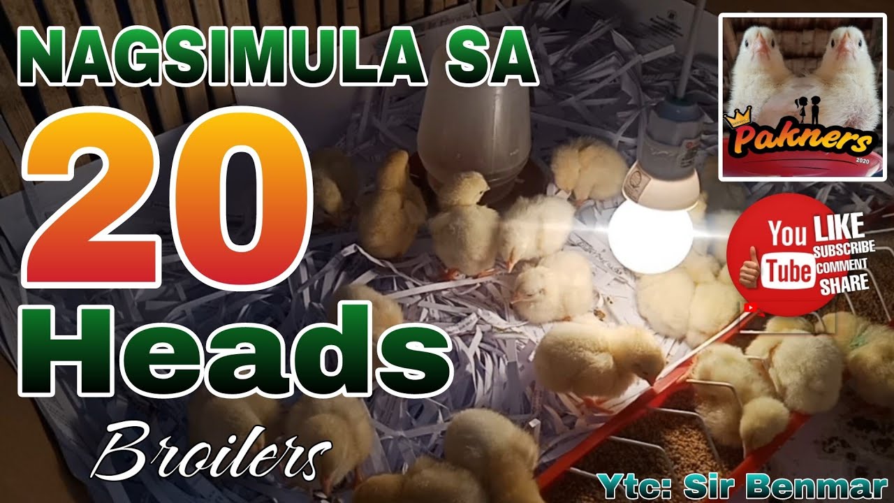 20 Heads Broilers - Day 2 - YouTube