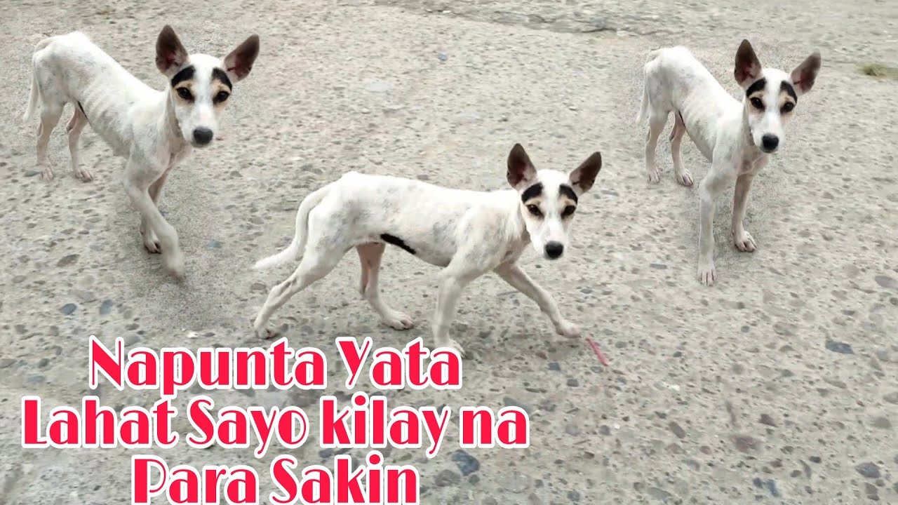 Aso mong Biniyayaan Ng makapal na kilay - YouTube