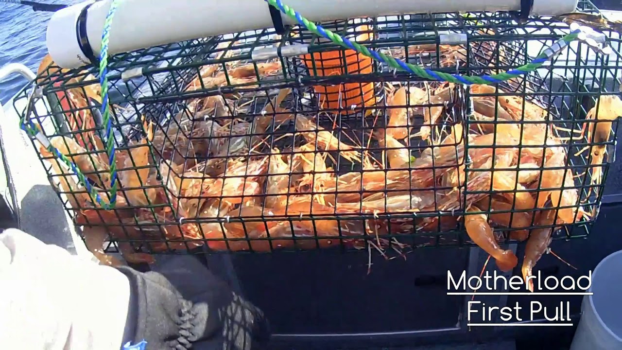 Spot Shrimping Elliot Bay Puget Sound Seattle, Wa. - YouTube