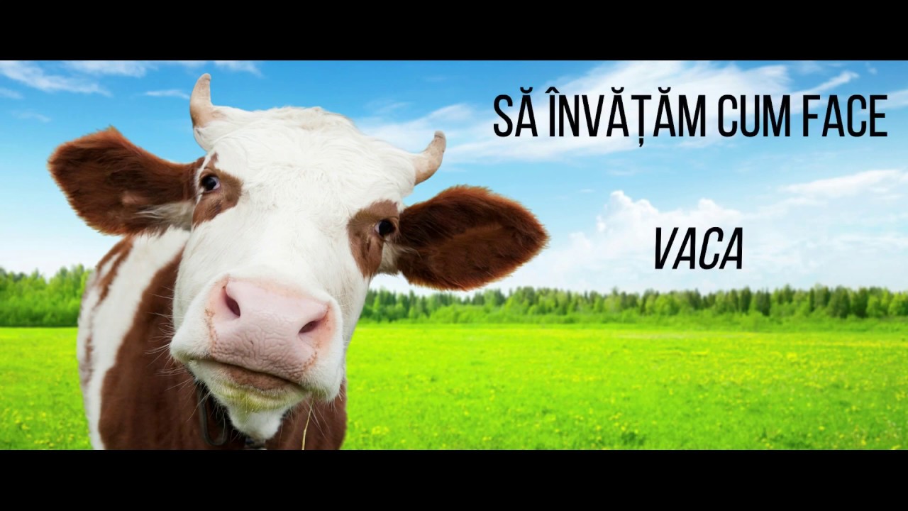 Cum Face Vaca Sa Invatam Cum Face Vaca Sunete De Vaca Vaca Face Muuu