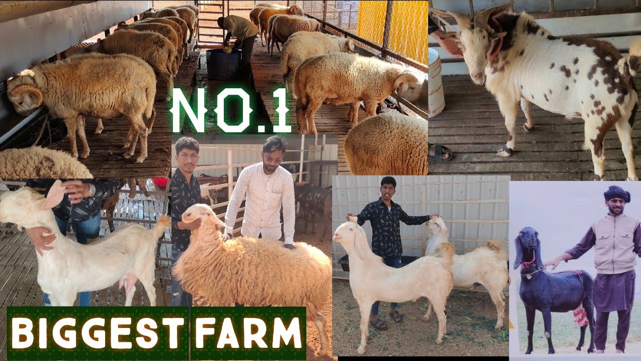 M R goat farm | goats breeding setup | Kohinoor | bade bakriya ...
