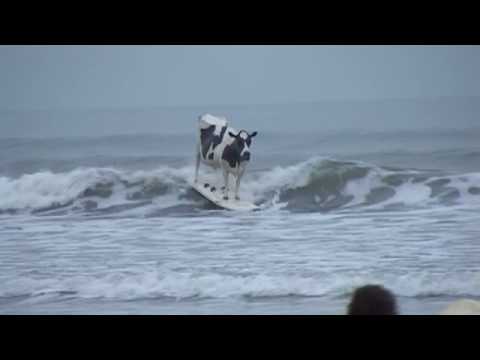 Visit Devon - Surfing Cow - YouTube