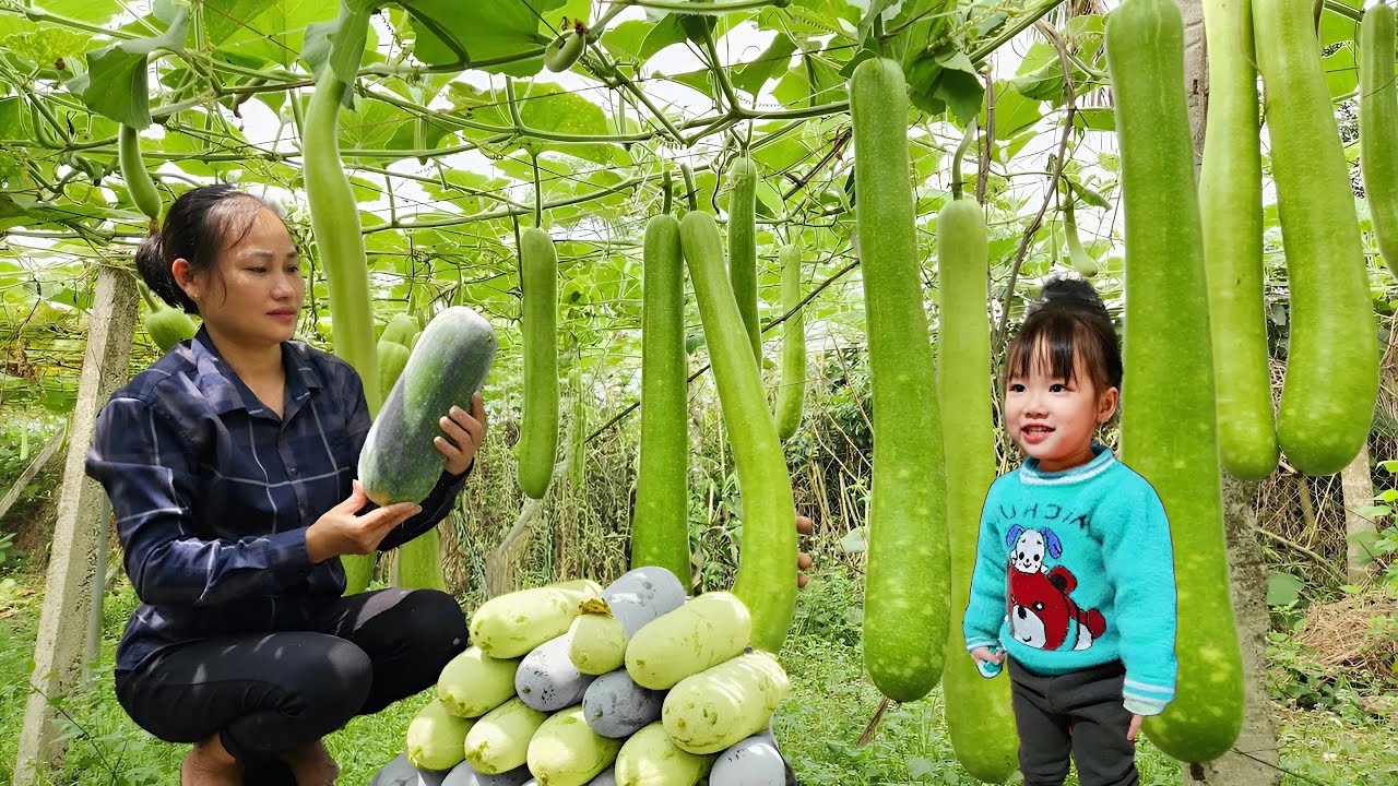 Harvesting Gourds and Selling them at the Market - Living with Nature ...