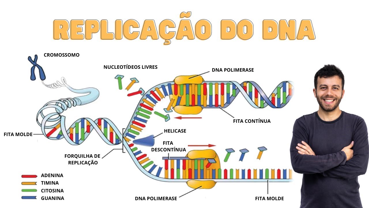Processo De Replicacao Do Dna - FDPLEARN