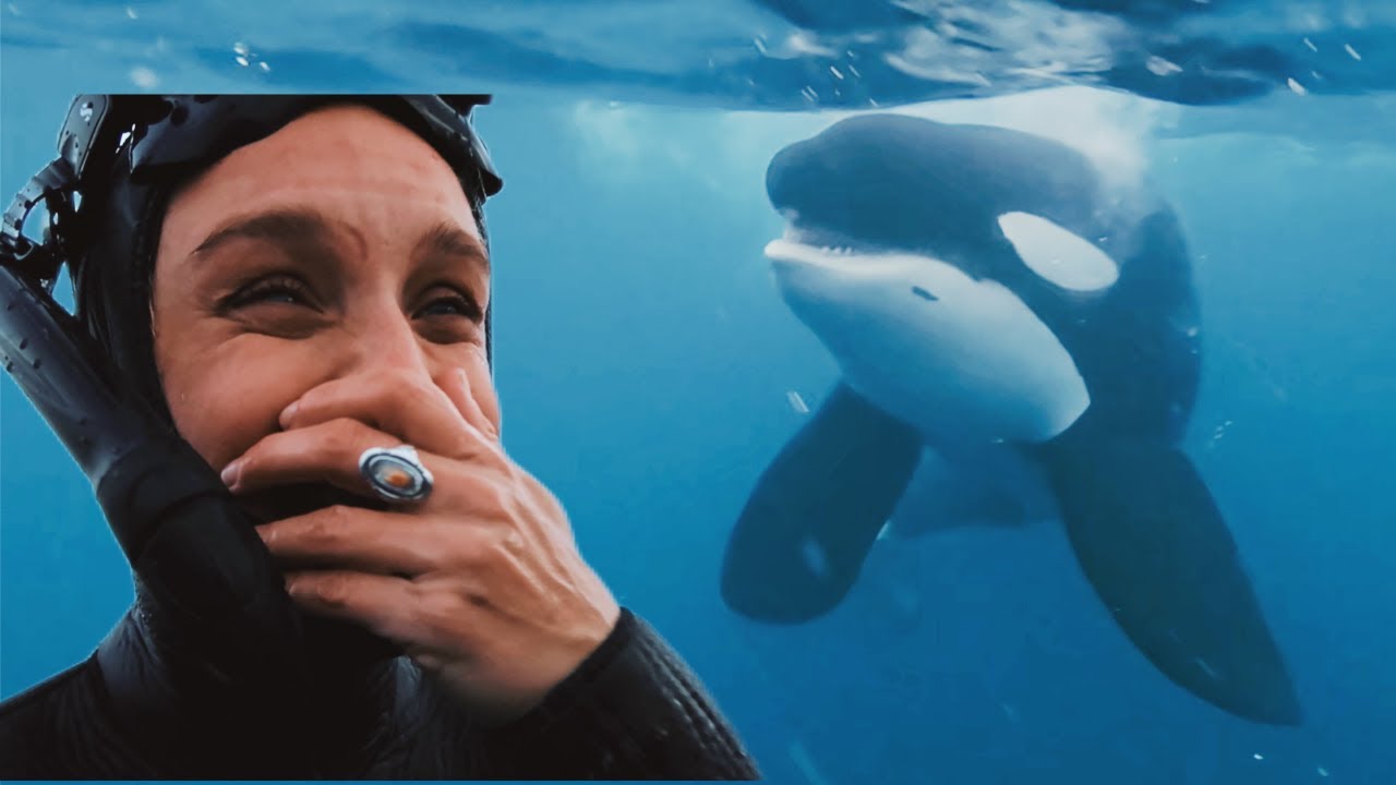 Diving with Wild feeding Orcas in the Arctic Circle!! INSANE - YouTube