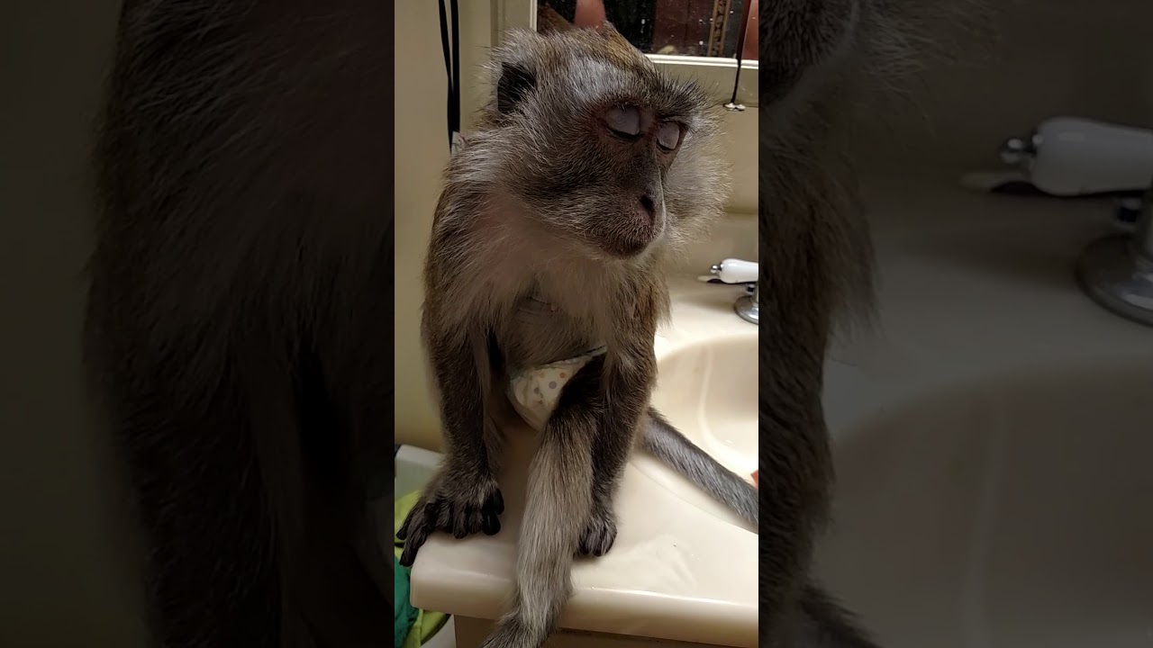 Adorable Monkey Wants Her Legs Shaved - YouTube