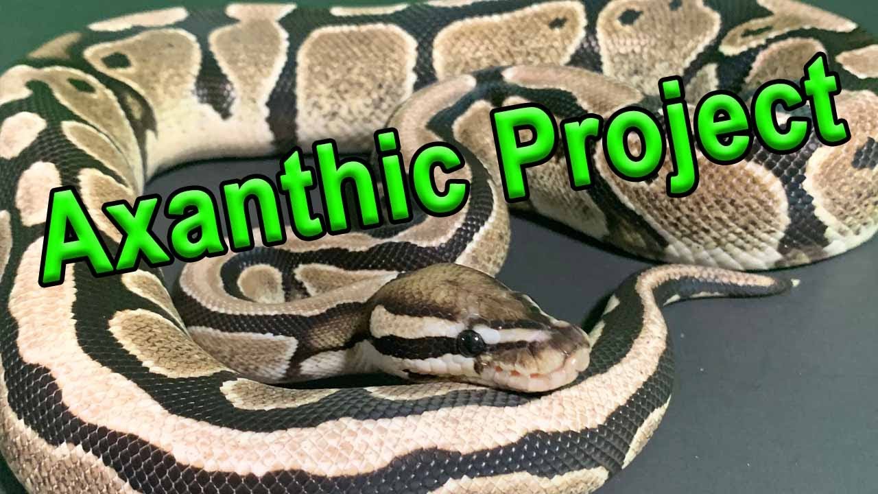 TSK Axanthic Project (Ball Python Breeding project) - YouTube