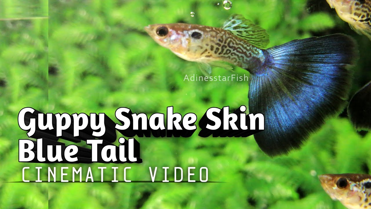 Guppy Snake Skin Blue Tail - For Sale - YouTube