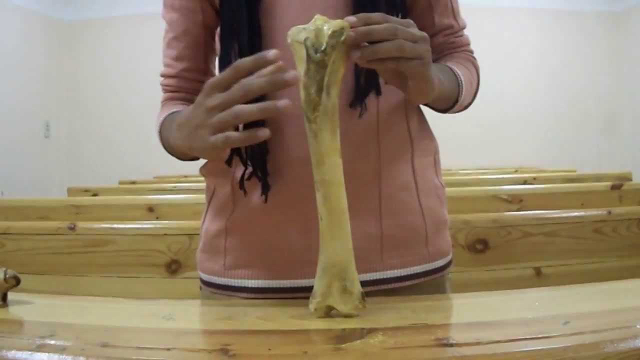 tibia of horse - YouTube