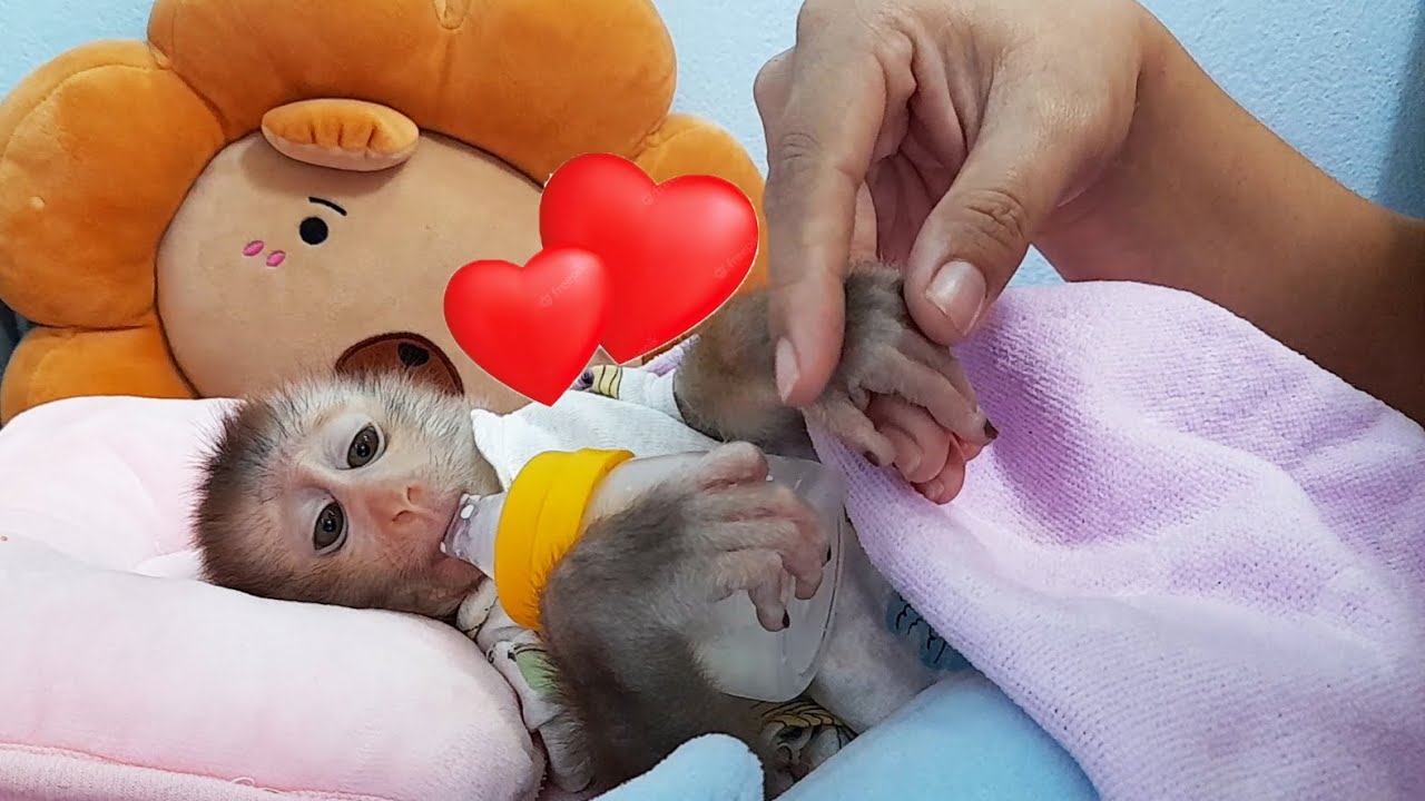Clever LyLy baby monkey responds unexpectedly when mother feeds papaya ...