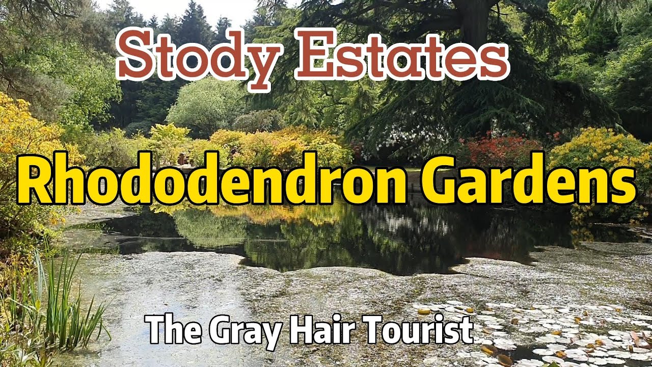 Gardens of North Norfolk Stody Estate Rhododendron with The Grey Hair ...