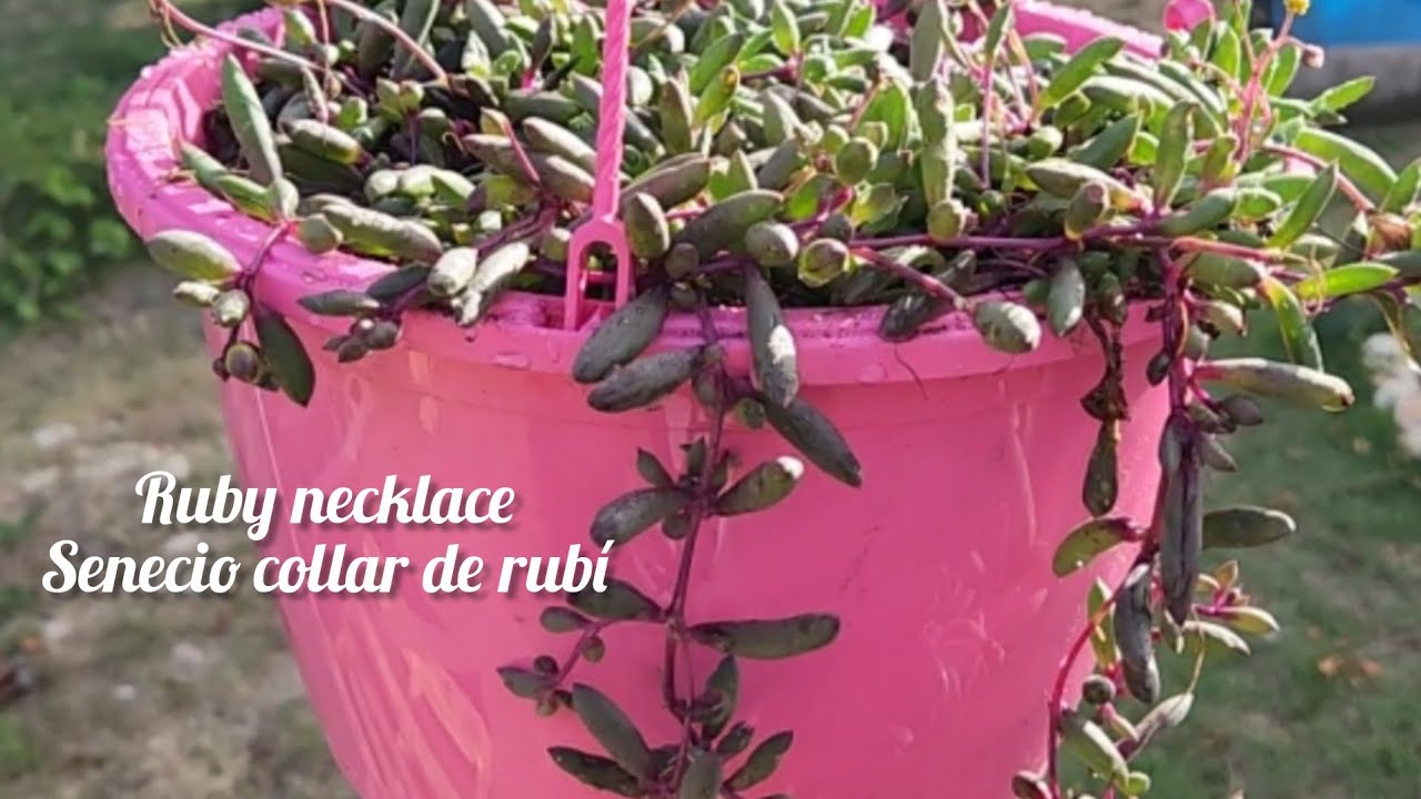 Senecio collar de Ruby/ ruby necklace reproducción y trasplante. - YouTube