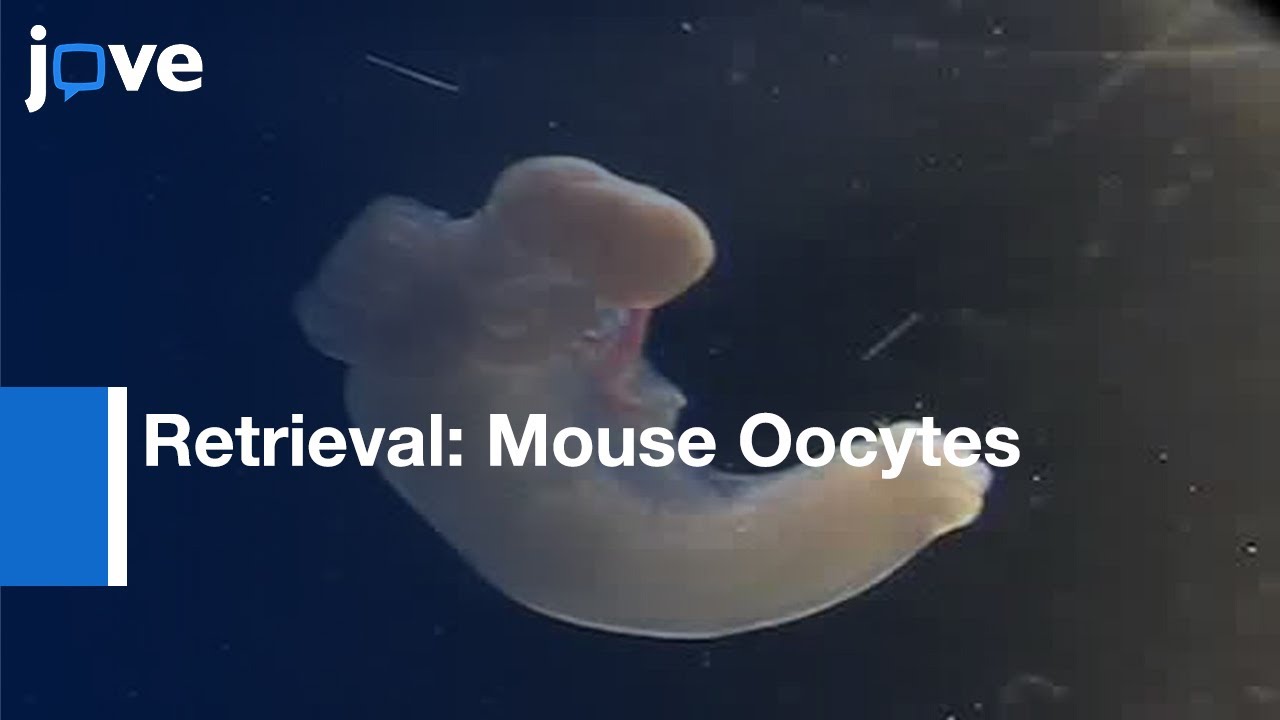 Retrieval Of Mouse Oocytes l Protocol Preview - YouTube