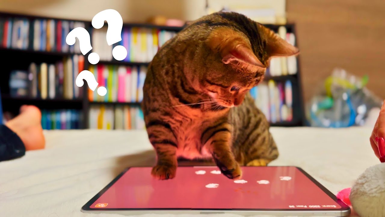 Paw-some Tech: Short-Legged Kitty Masters iPad Apps!【Genetta = Munchkin ...