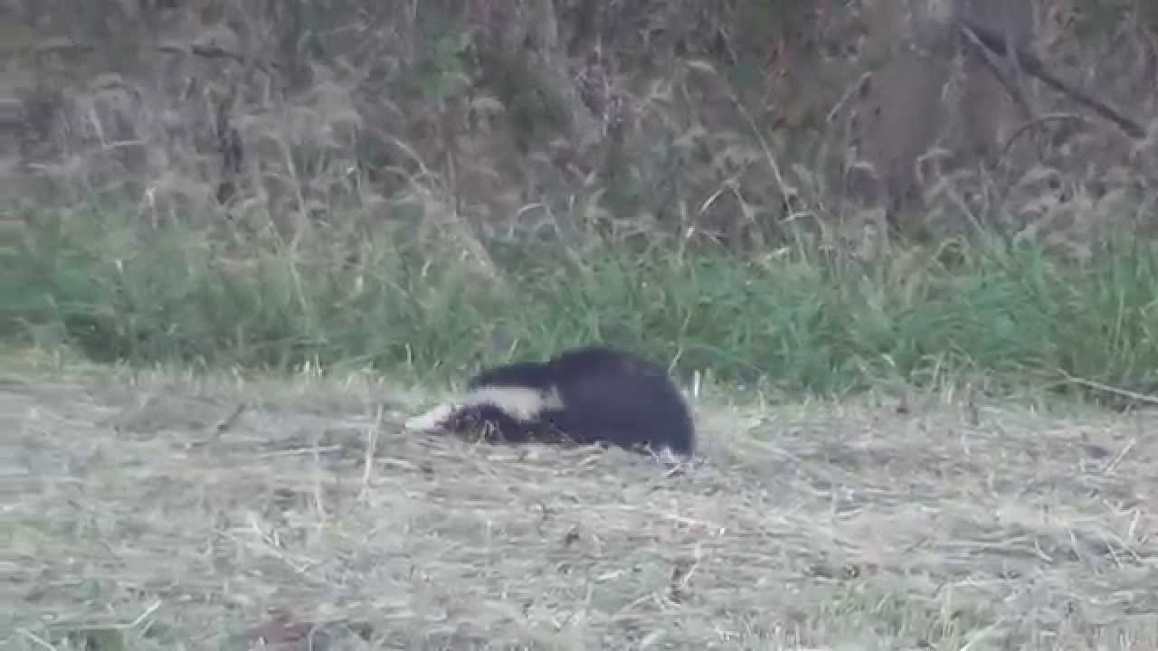 skunk working at 10' while deer hunting! - YouTube