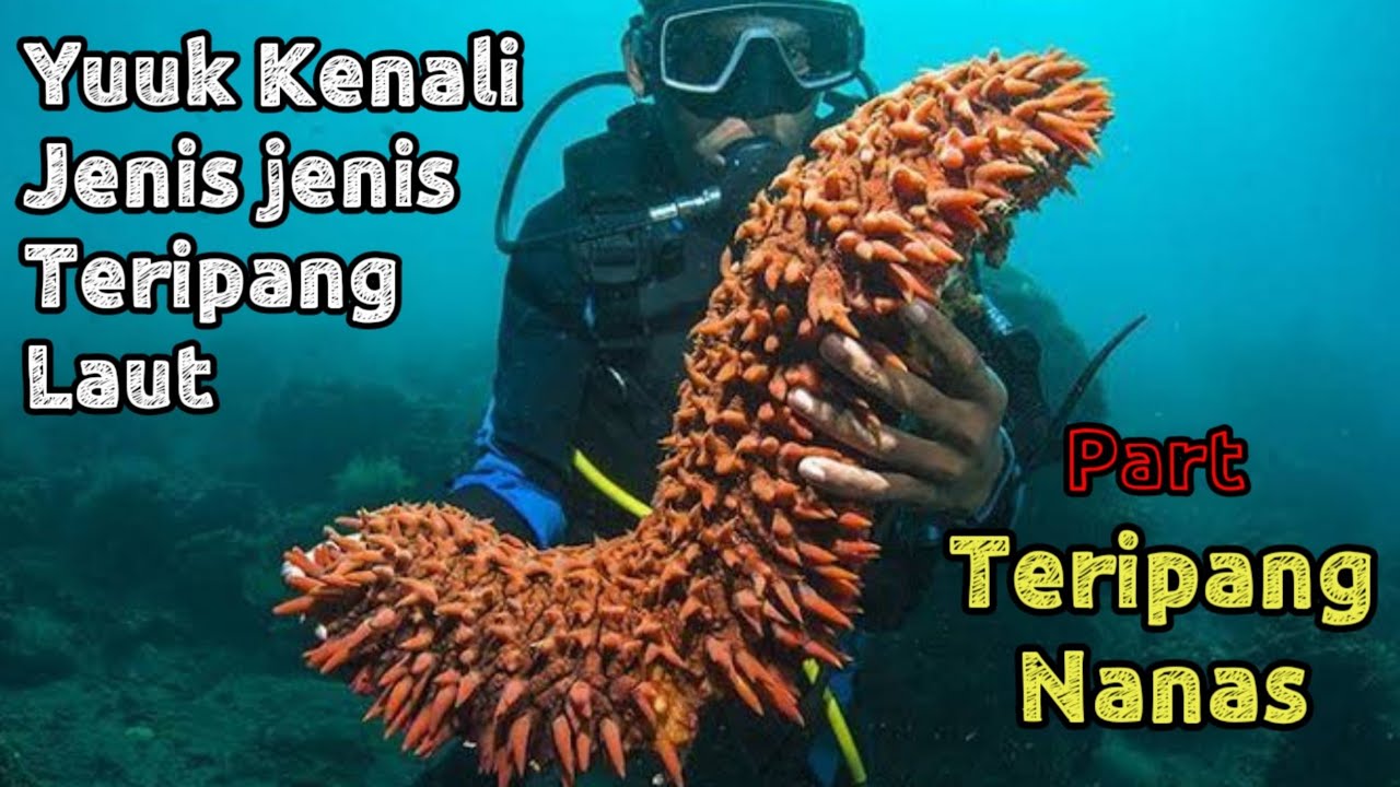 Teripang Laut || jenis Teripang Nanas #seafood #Jenisteripang # ...