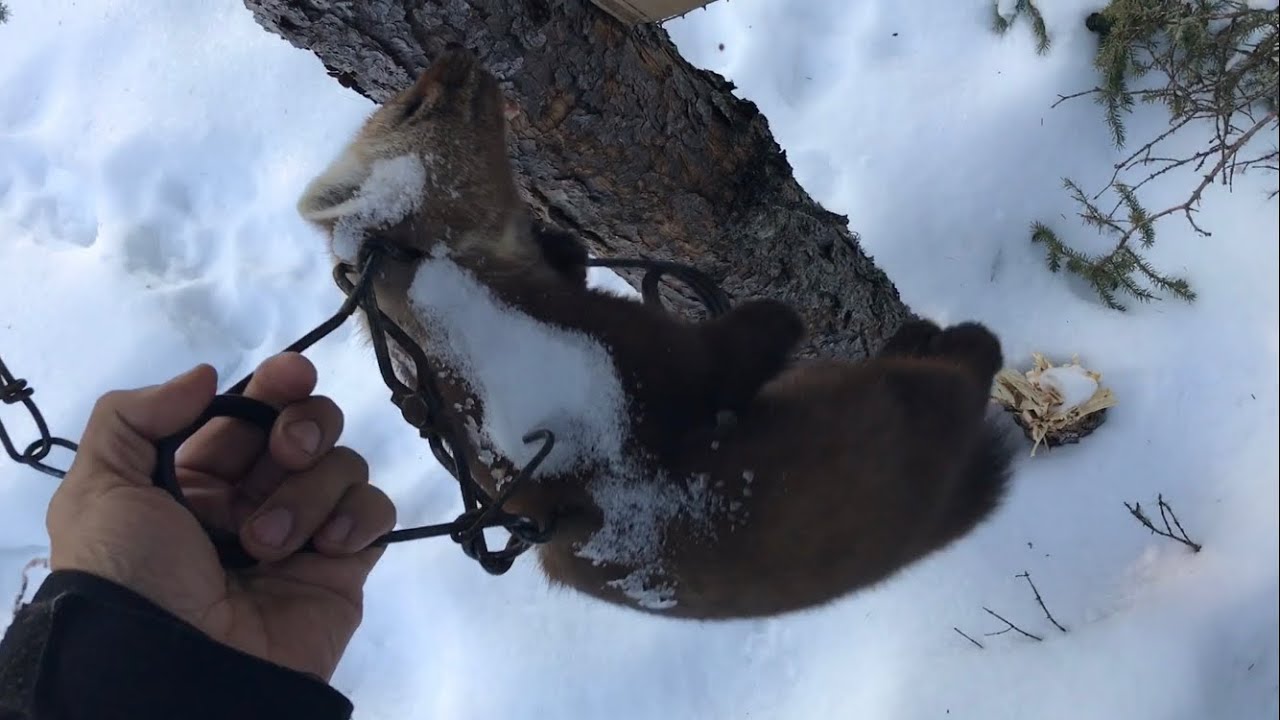 First ever March marten trapping with a little wood cutting. - YouTube