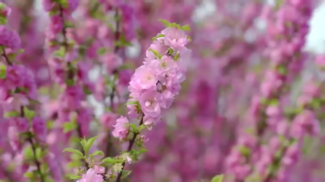 Manuchi - Chad Farran - YouTube