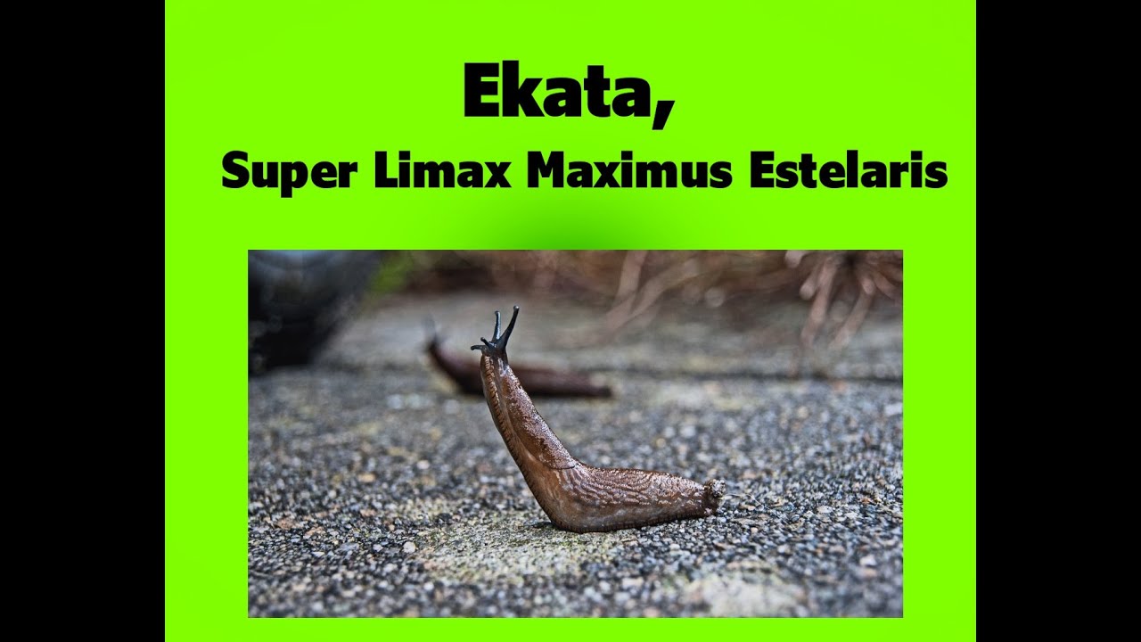 Ekata, Super Limax Maximus Estelaris. Cosmic Agency Mari Swa - YouTube
