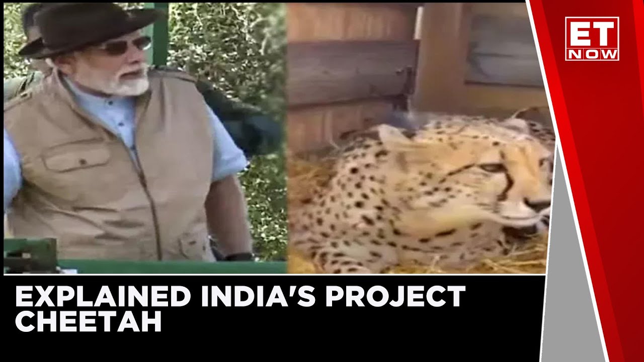 Explained India's Project Cheetah, How India Got 8 Cheetah's After 70 ...