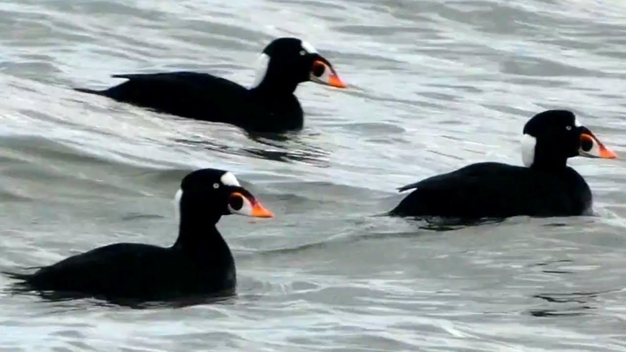 Surf scoter ducks - YouTube