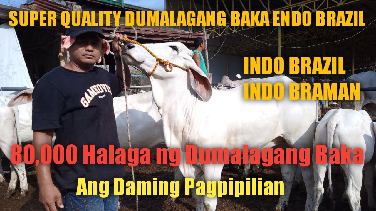 Malalahing Mag iinahing BAKA,Dumalaga,Endo Brazil,Braman,Ang Gaganda ...