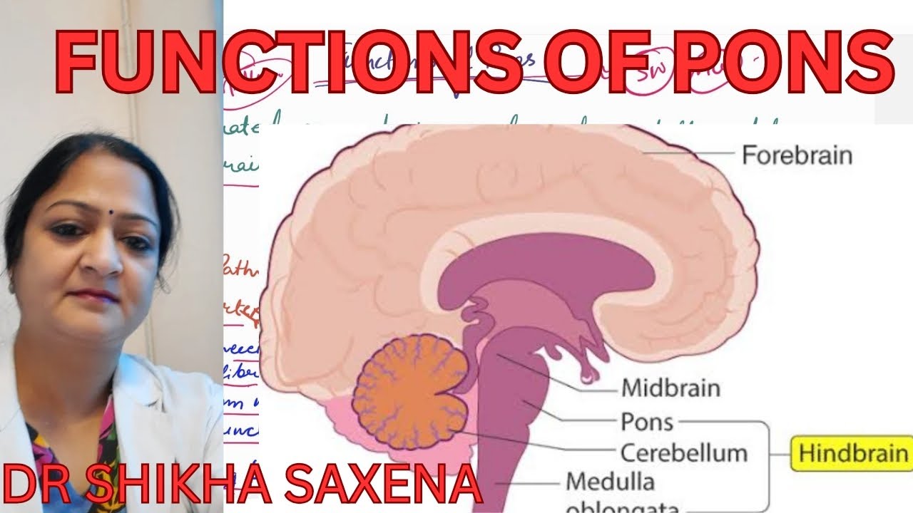 Functions of pons, Telegram https://t.me/drshikhasaxenahumanphysiology ...