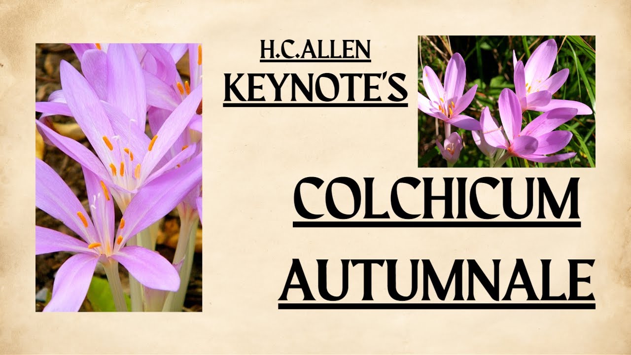 COLCHICUM AUTUMNALE |Homeopathic Materia Medica |By "KEYNOTE'S" |BHMS # ...