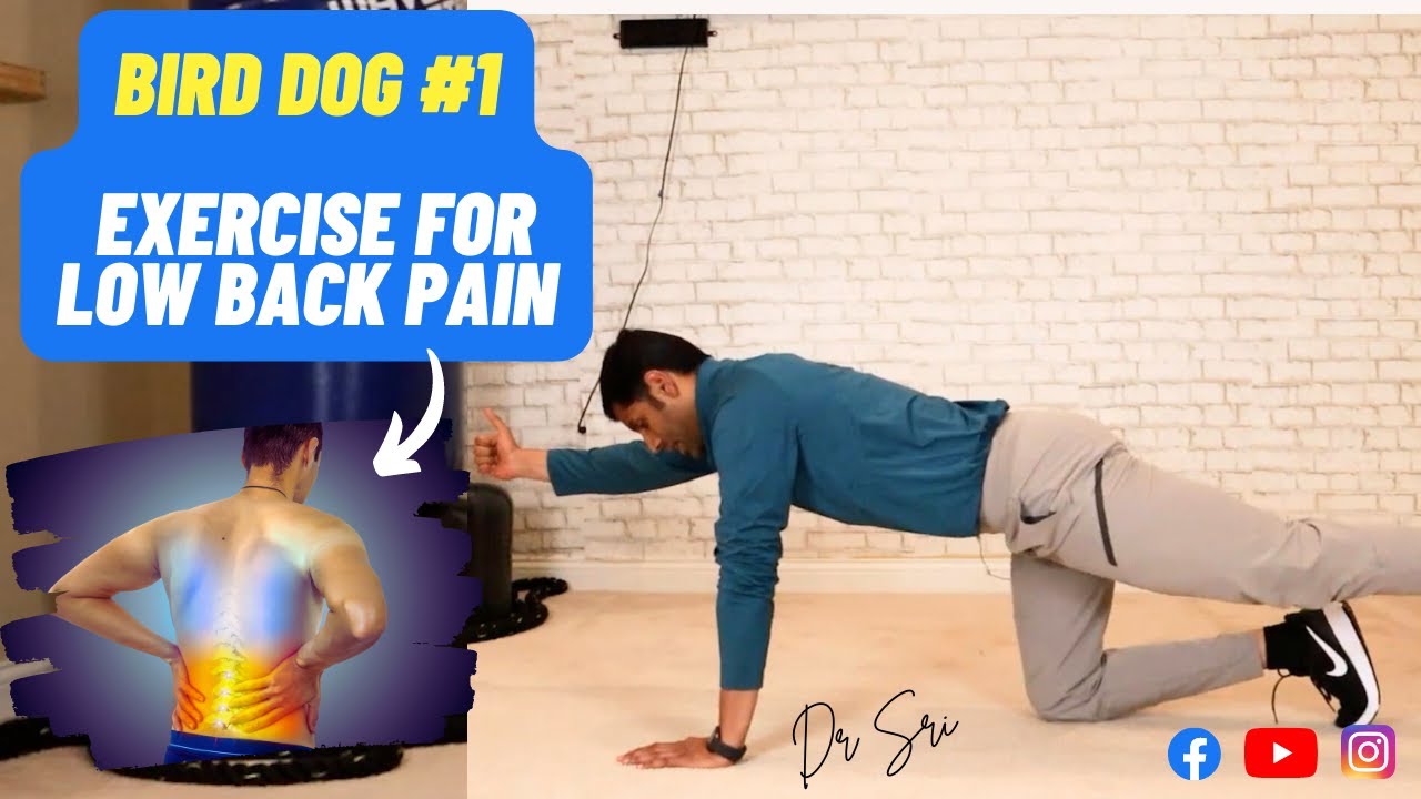 Bird Dog Exercise For Lower Back Pain: A Step By Step Guide # ...