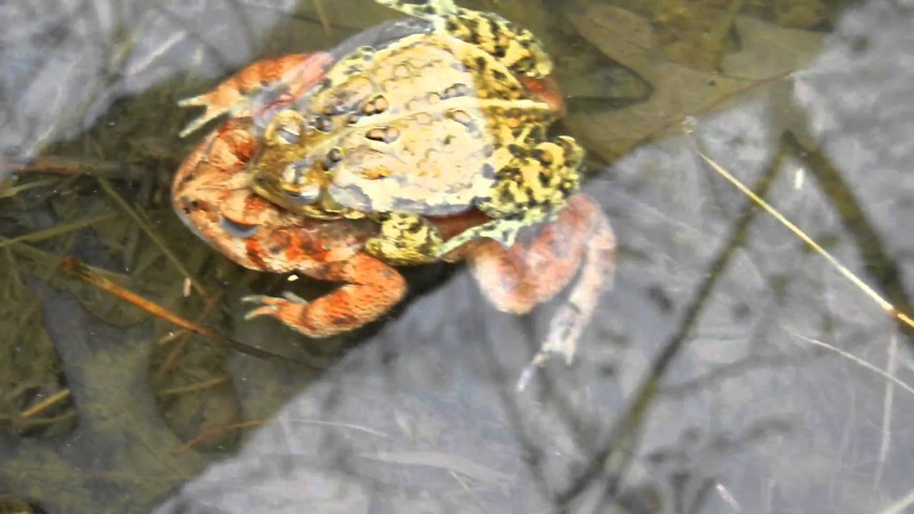 American toad mating - YouTube