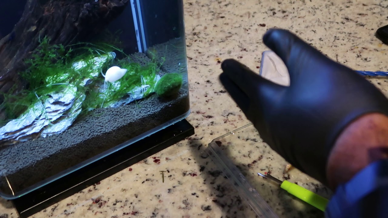 Tropical Fish Surgery on pregnant fish (Sea-Section) - YouTube