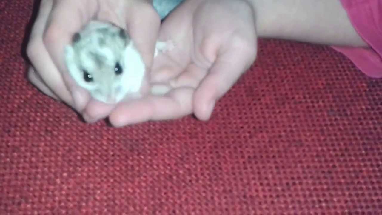 Funny hamster for children by julia. - YouTube